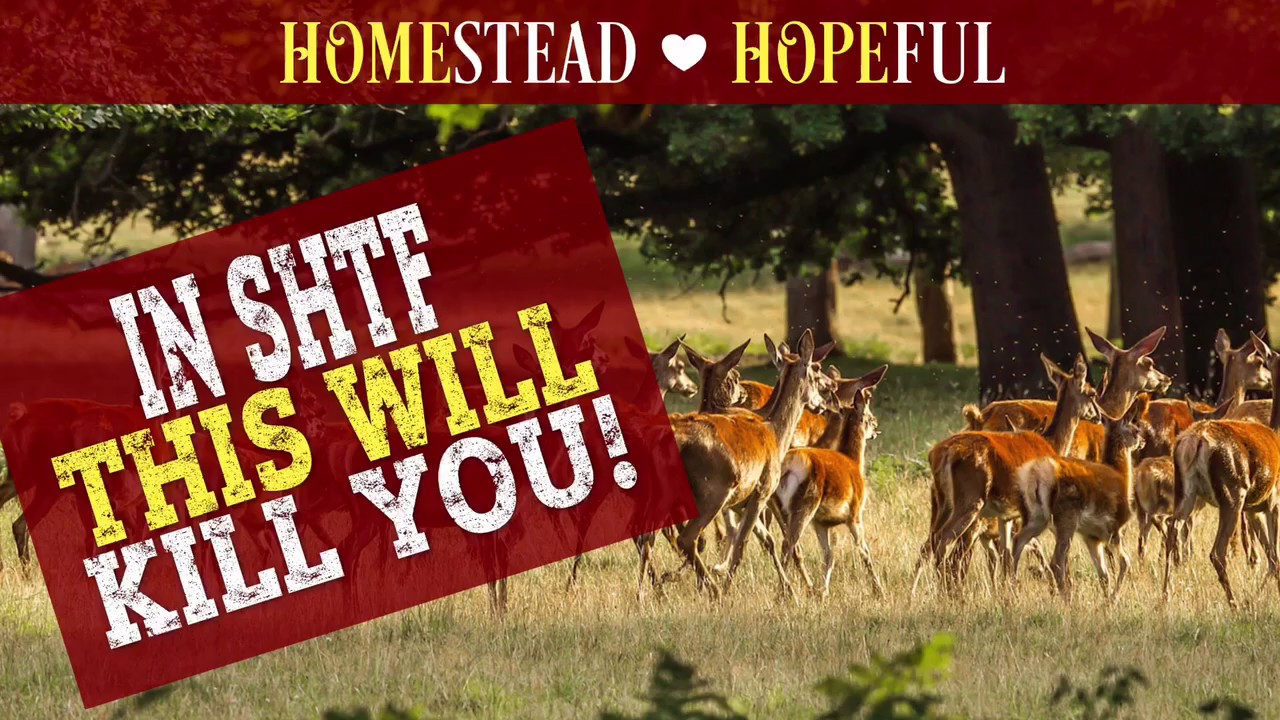This Will Kill You In SHTF | Hunting, Fishing, Foraging - YouTube
