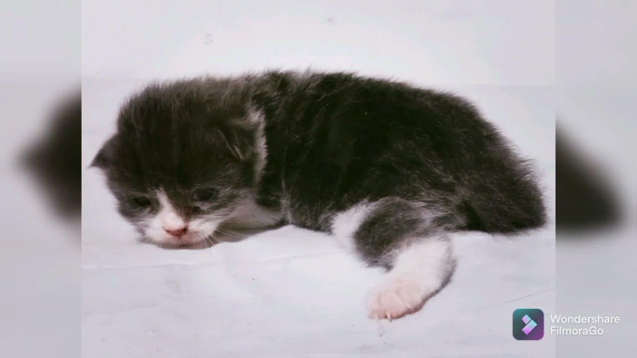 BEDA BAYI KUCING (BABY CAT PERSIA DAN KAMPUNG) - YouTube