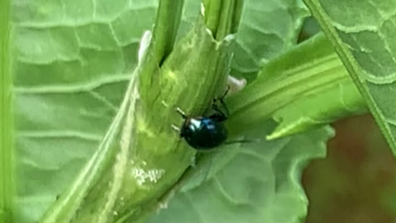 自然 生き物 観察 natural creature observation - YouTube