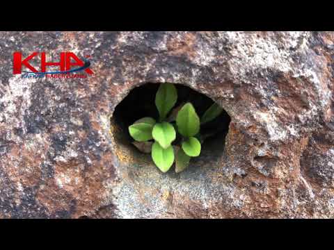 Kayalarda hayat bulan çiçekler