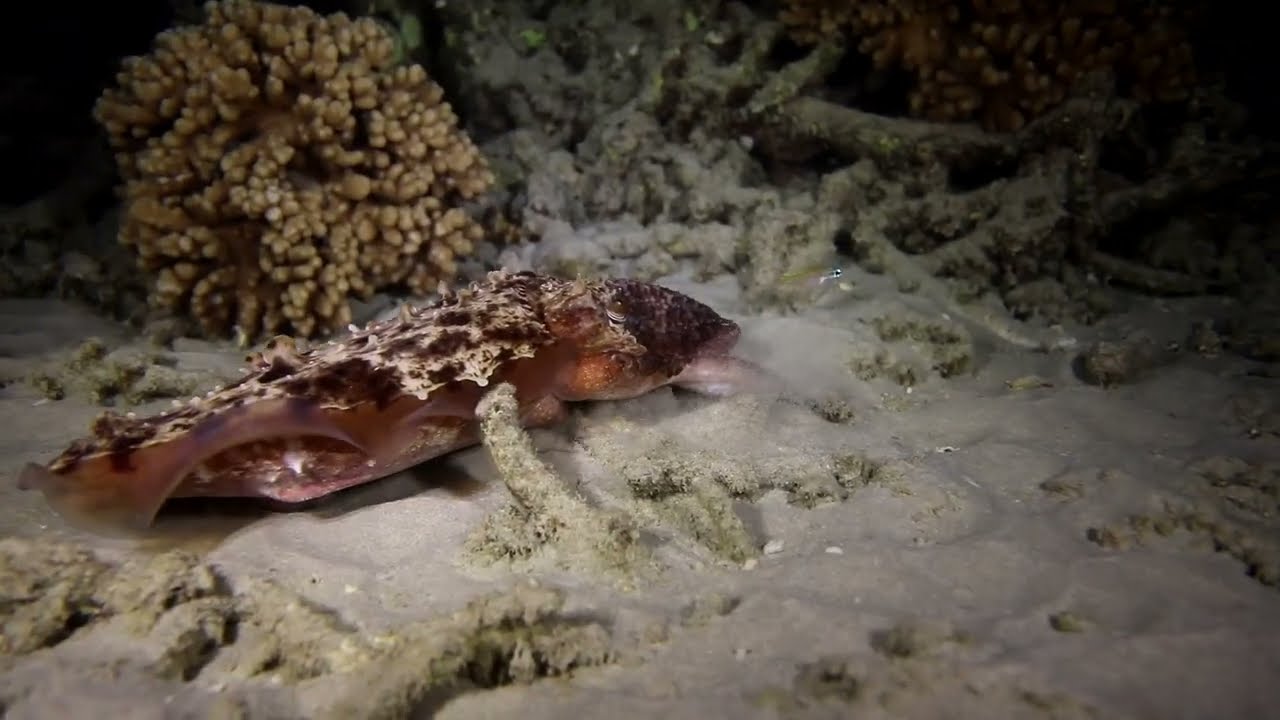 Cuttlefish Attack at Night - YouTube