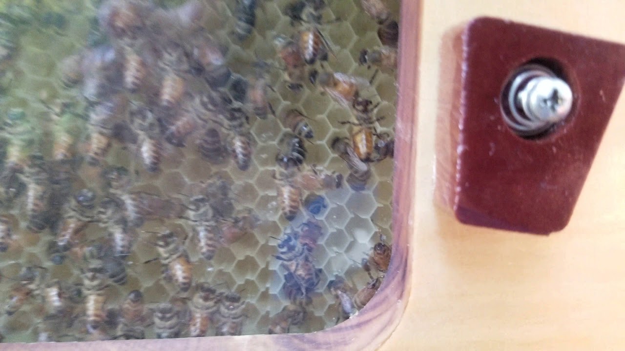 Double bees - Flow Hive 2018 just one day later! - YouTube