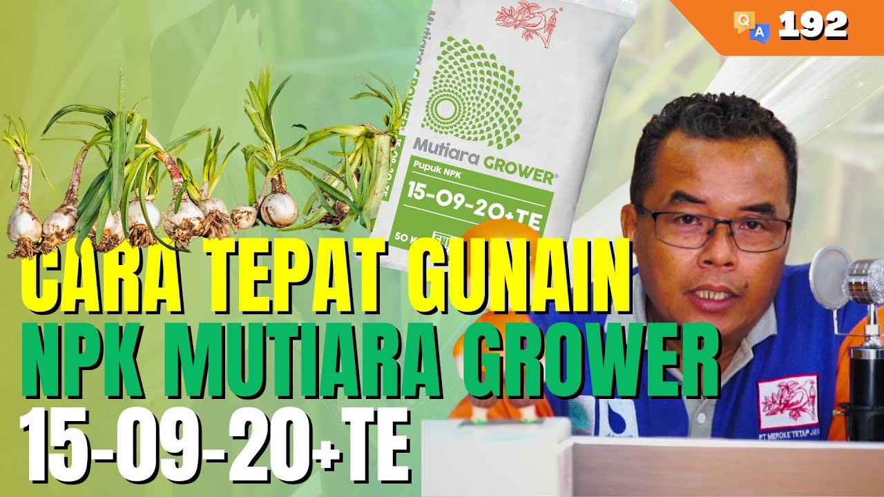 KIAT PENGGUNAAN NPK Mutiara GROWER 15-9-20 + TE YANG BENAR | Q&A #192 ...