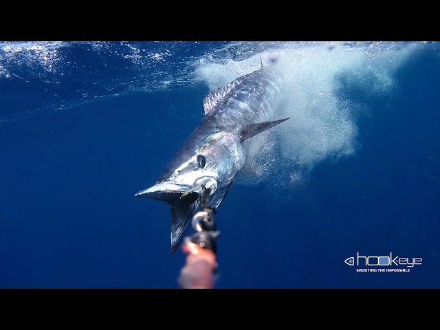 Wahoo Fish Underwater Schooling Wahoo Pacific Kingfish Or Ono | Photo