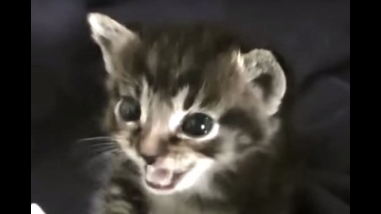 Meow Meow Meow~ Cute Kittens sound - YouTube