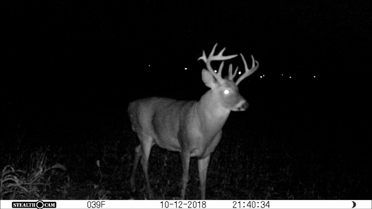 Whitetail Buck With Wicked Rack On The Trail Cam - YouTube