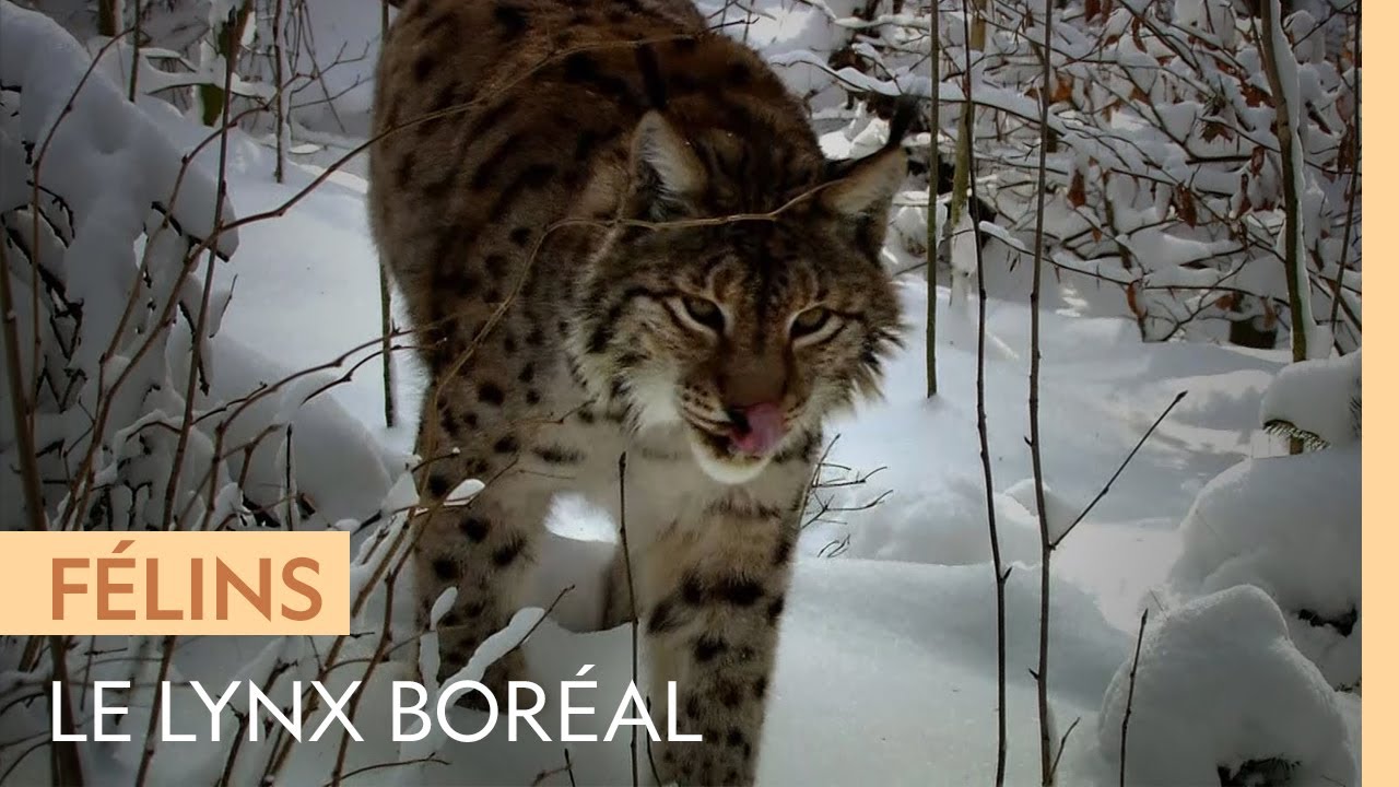 Le lynx boréal, petit félin parfaitement adapté au nord glacial - YouTube