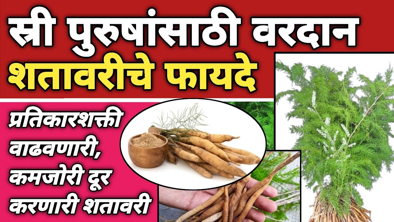 शतावरी वनस्पती चे फायदे | Shatavari Che Fayde Marathi | Shatavari ...