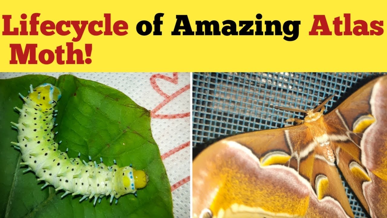 Lifecycle of Amazing Atlas Moth! | life cycle of silkmoth | moth life ...