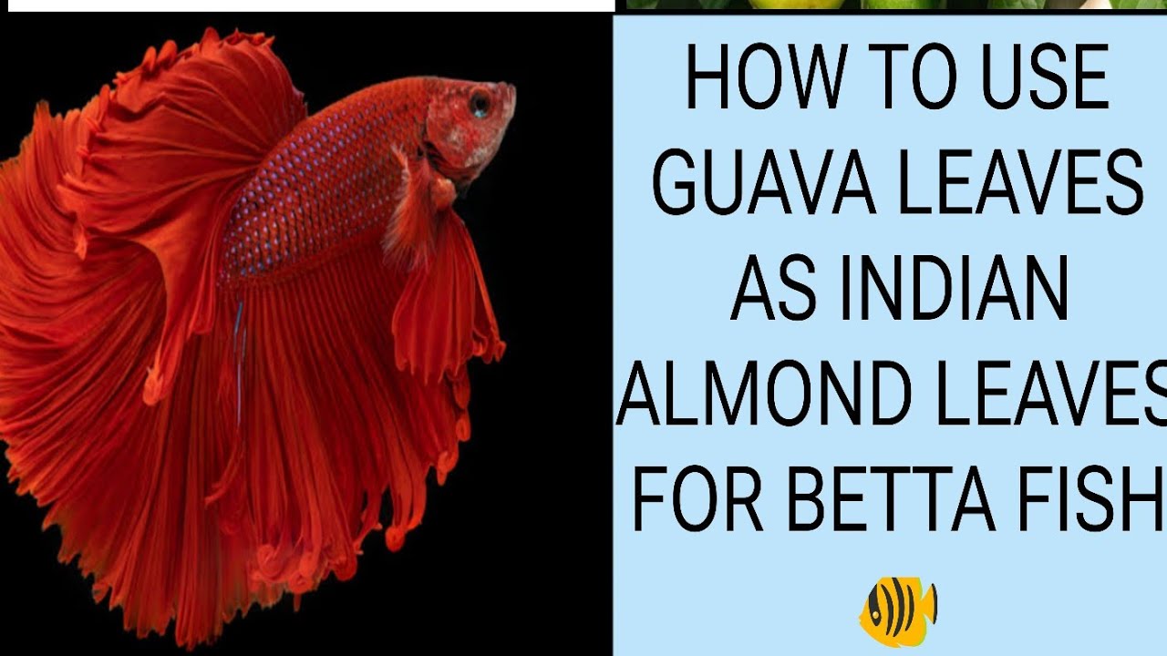 HOW TO USE GUAVA LEAVES AS INDAIN ALMOND LEAVES TO KEEP YOUR BETA ...