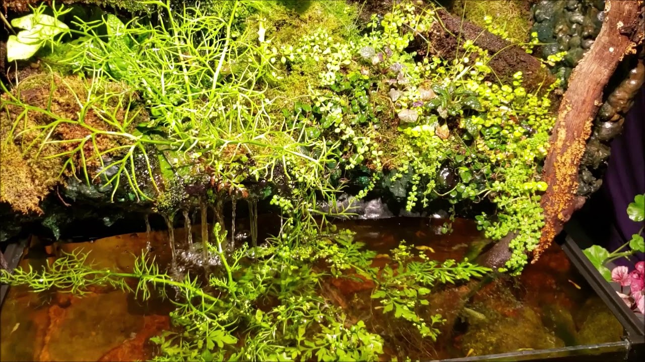 Waterfall Tank Gets A Water Change And Some Plant Maintenance - YouTube