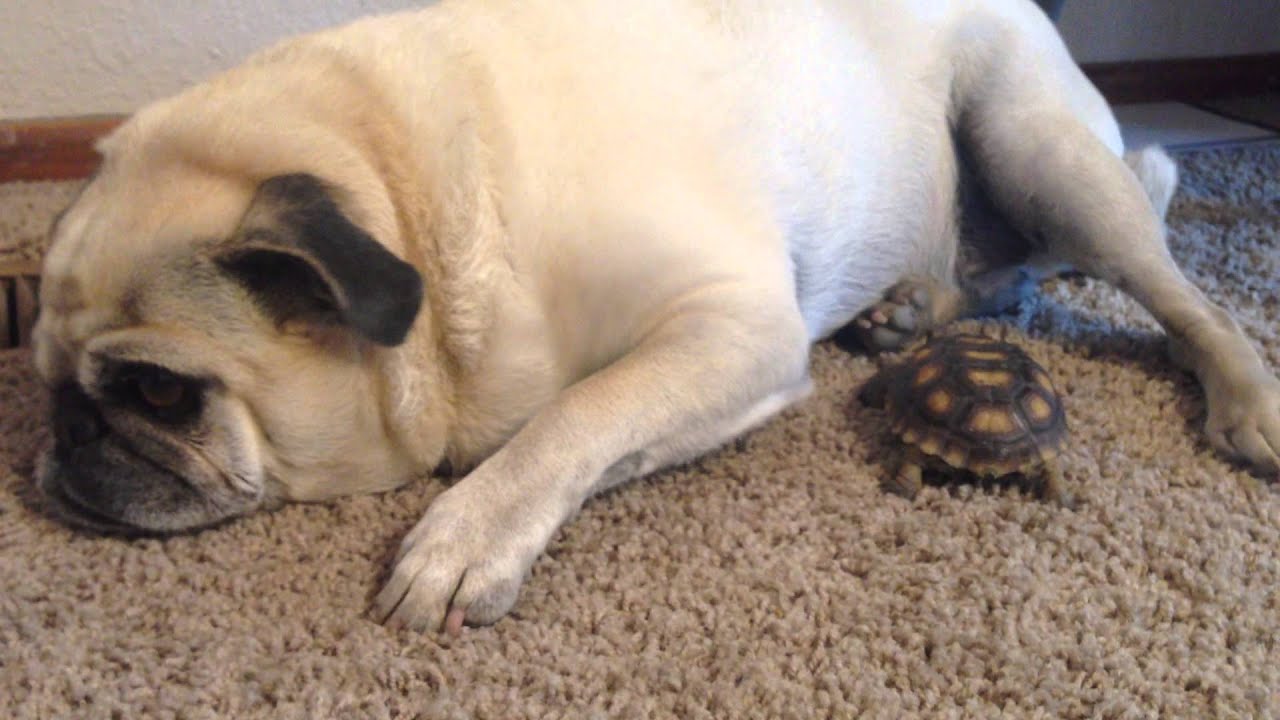Pug vs. Turtle - YouTube