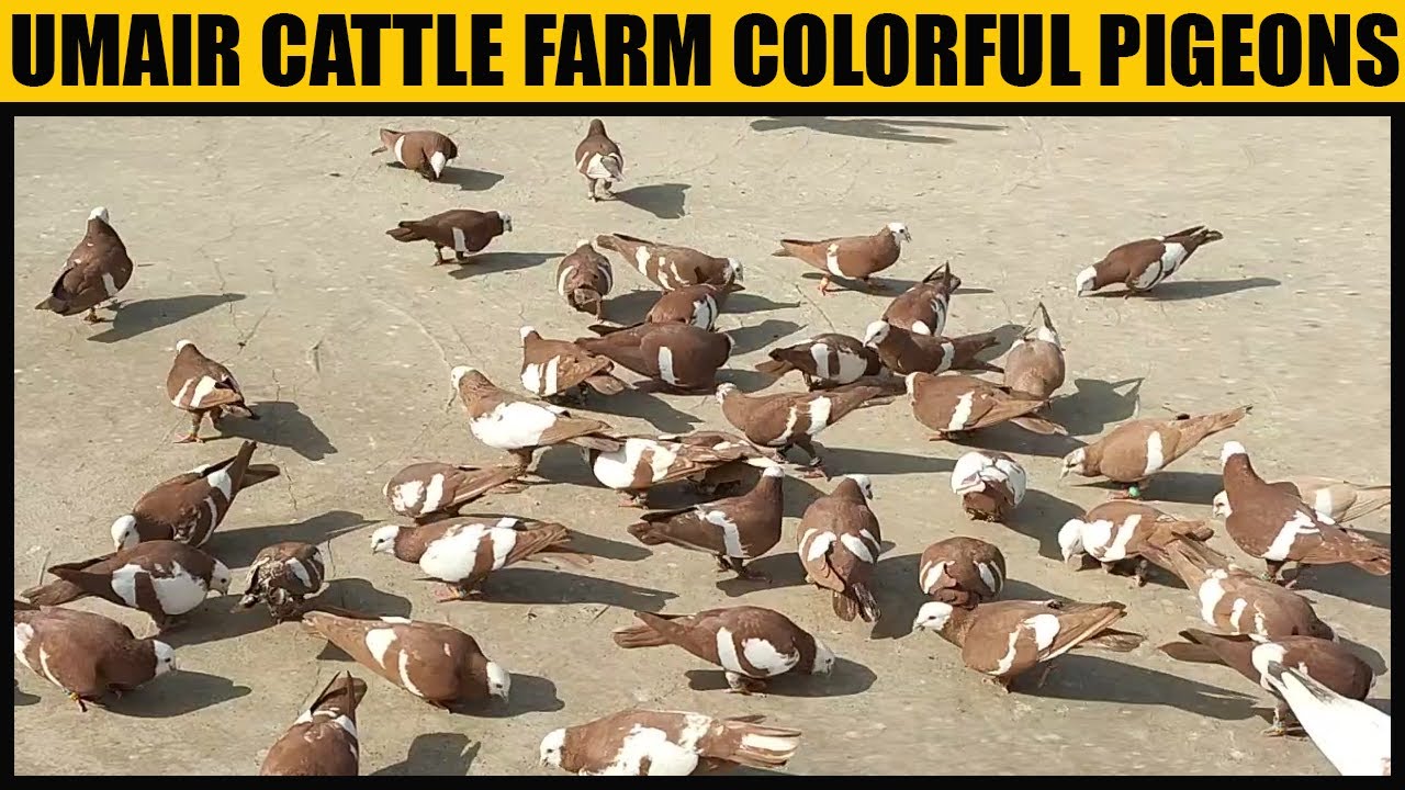 Umair Bhai Chawwal Walay Malik Cattle Farm Colourful Pigeons Loft Lal ...