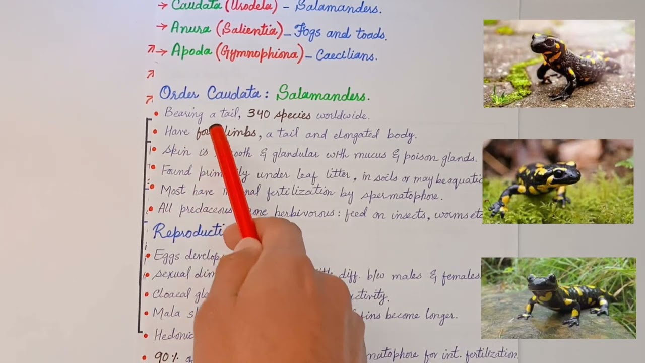 Classification of Amphibians - Its Subclass | Orders of Subclass ...