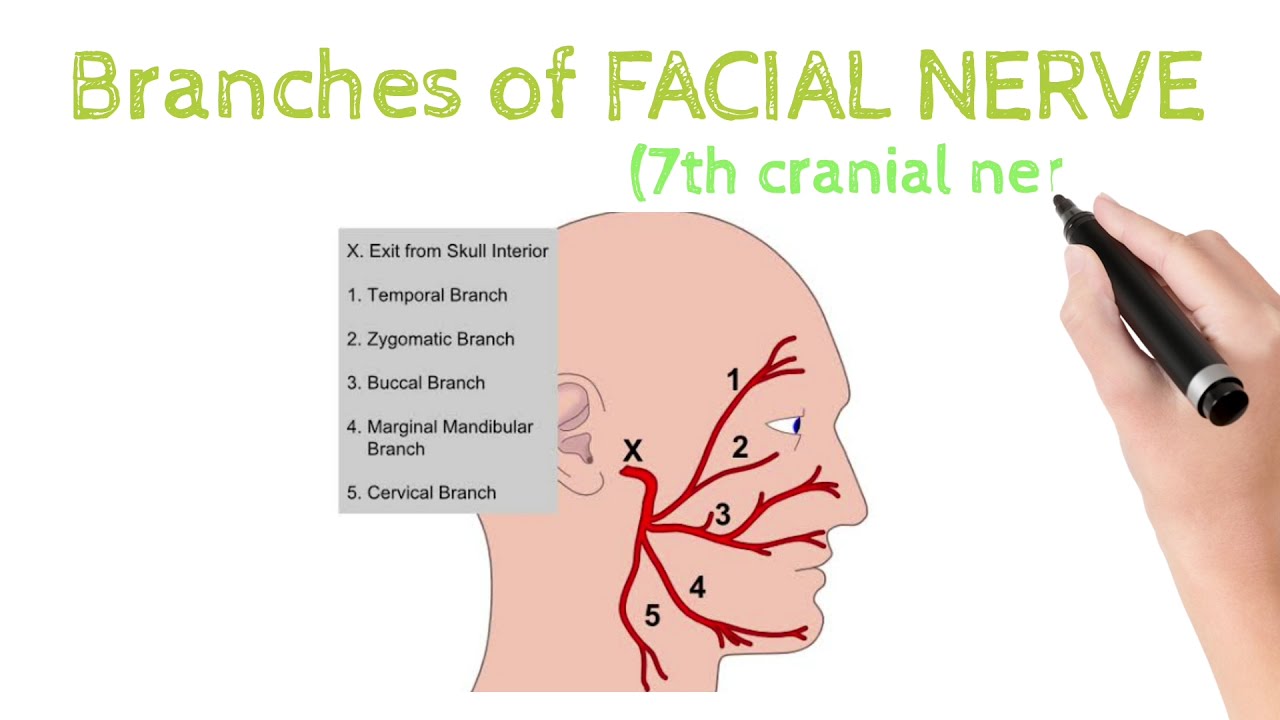 Facial Nerve Branches Mnemonic