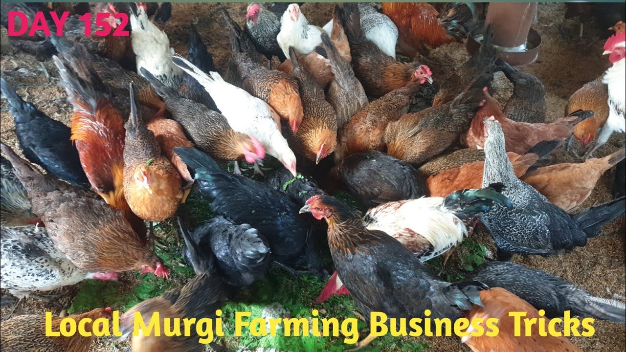 Local Murgi Farming Business Ideas l लोकेल मुरगी बिज़नेस आईडियास l দেশি ...