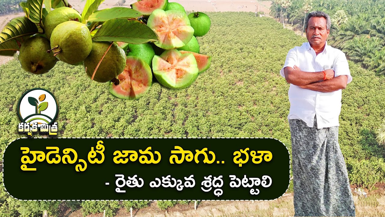 తైవాన్ జామ సాగుతో రైతు విజయం || High Density Taiwan Guava Farming ...