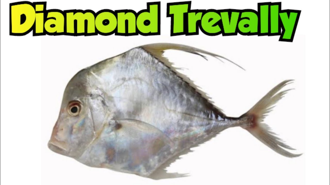 Karachi Fishrey || Diamond Trevally Fish . - YouTube