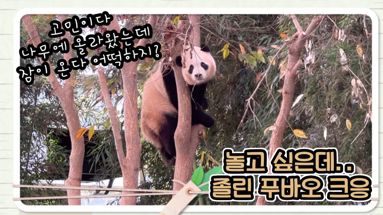 11301이쁜 아이바오 일어나고 퇴근하니 똑같이 생긴 작은 아이 등장~~ 그 이름 푸바오 에버랜드 판다월드 Youtube