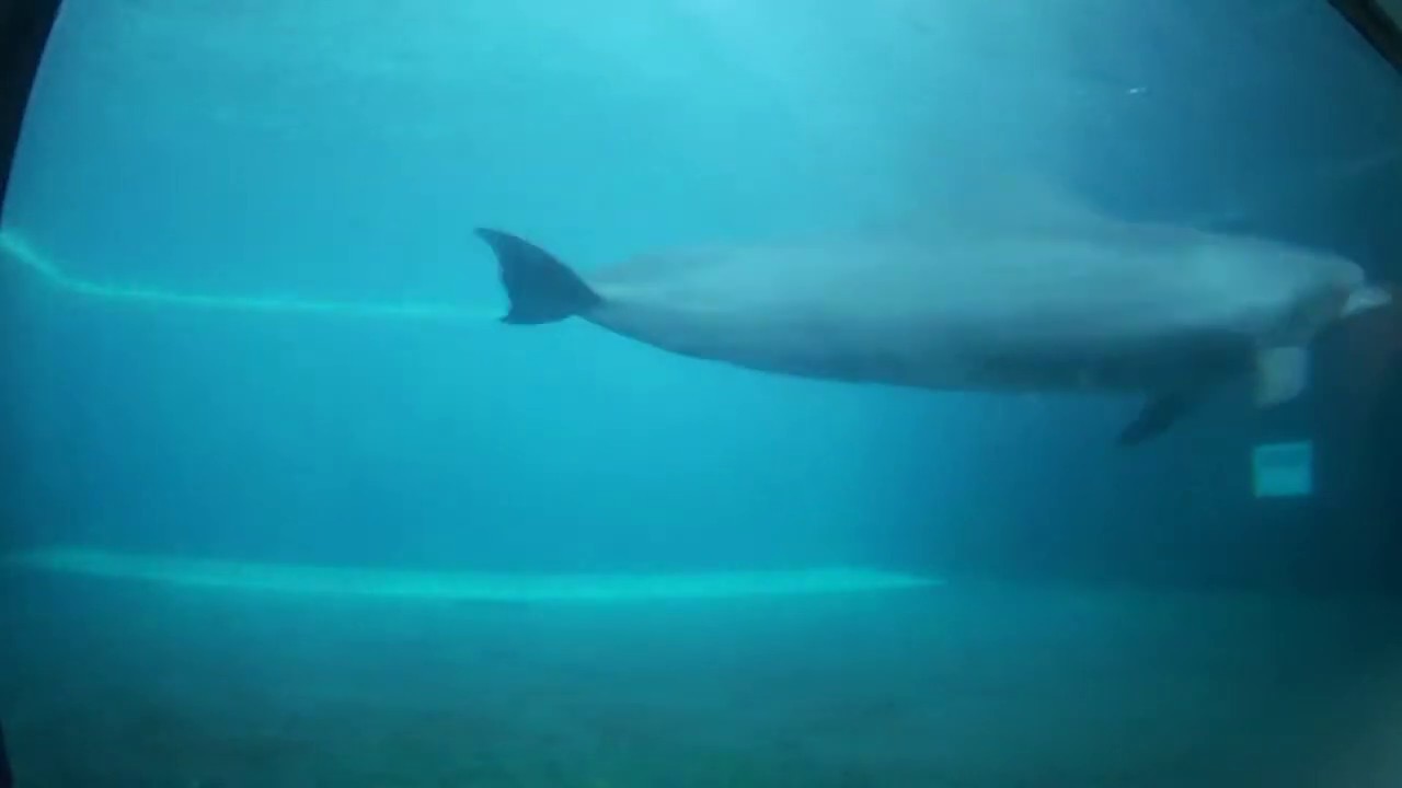 Nicholas Dolphin Cam | Clearwater Marine Aquarium Webcam | Powered By ...