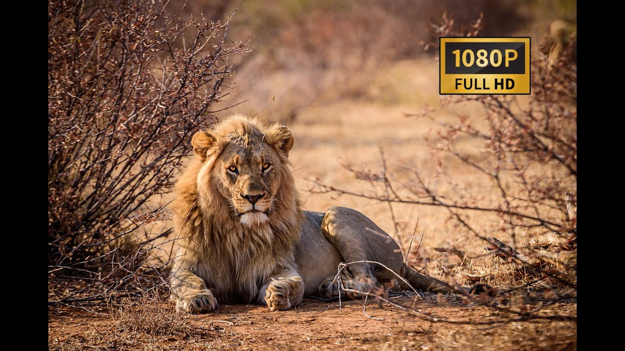 African savannah wildlife - Explore the World of Wildlife - YouTube
