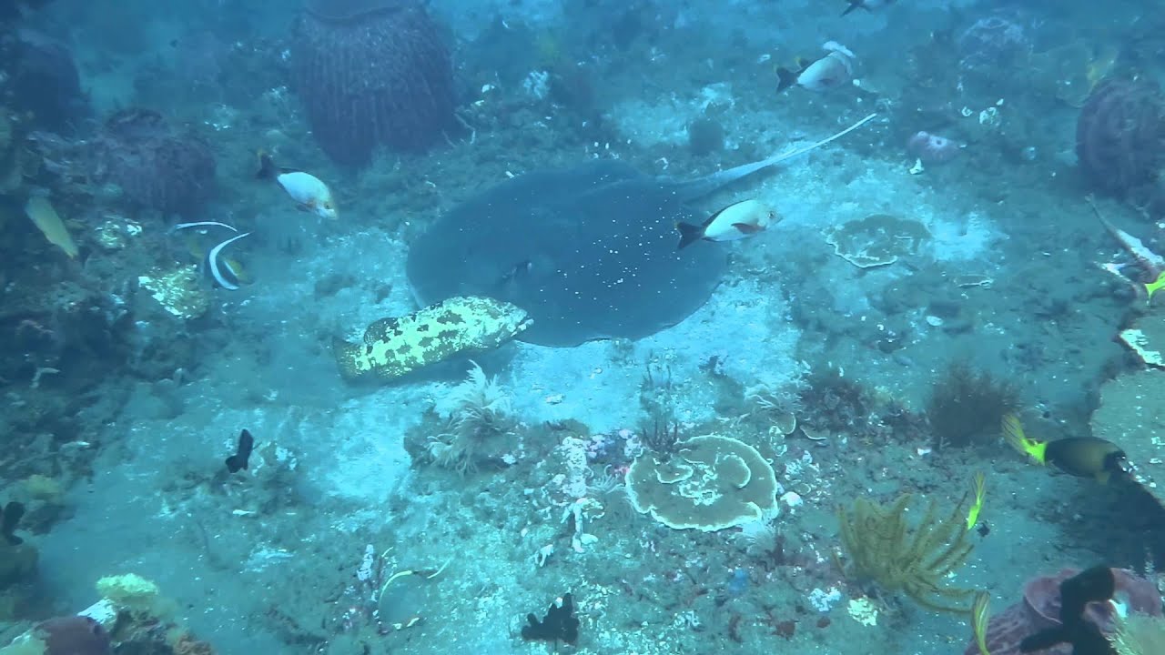 Mangrove whiptail ray - YouTube