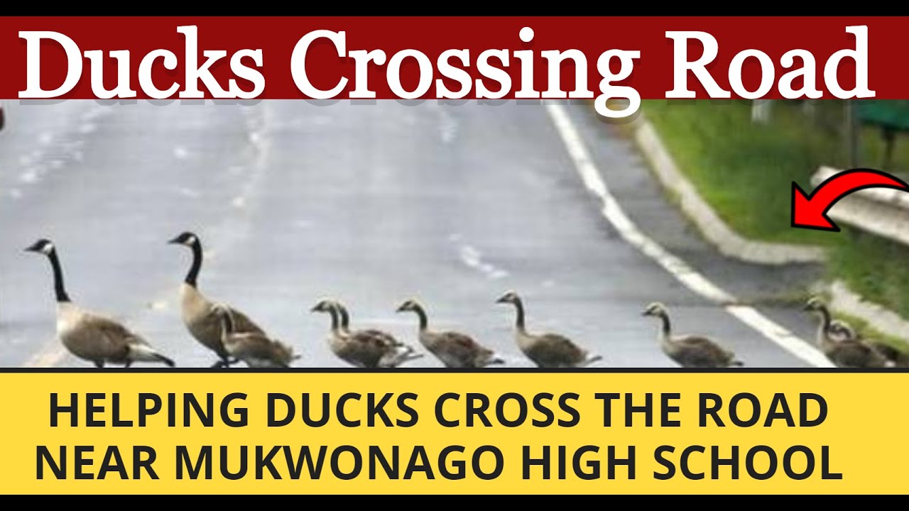 Helping Ducks Cross the Road Near Mukwonago High School || Loki's ...