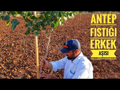 ANTEP FISTIĞI AŞISI , ERKEĞİN ÖNEMİ ve BAHÇEDEKİ TESİSİ