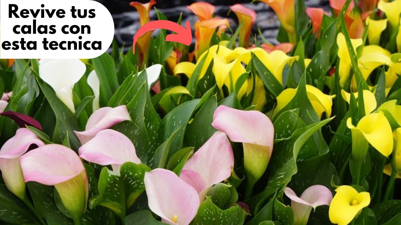 Revive tus calas con este secreto - YouTube