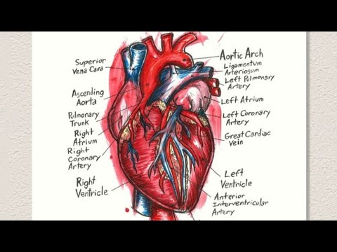 pathology of the heart lec2 part1 - YouTube