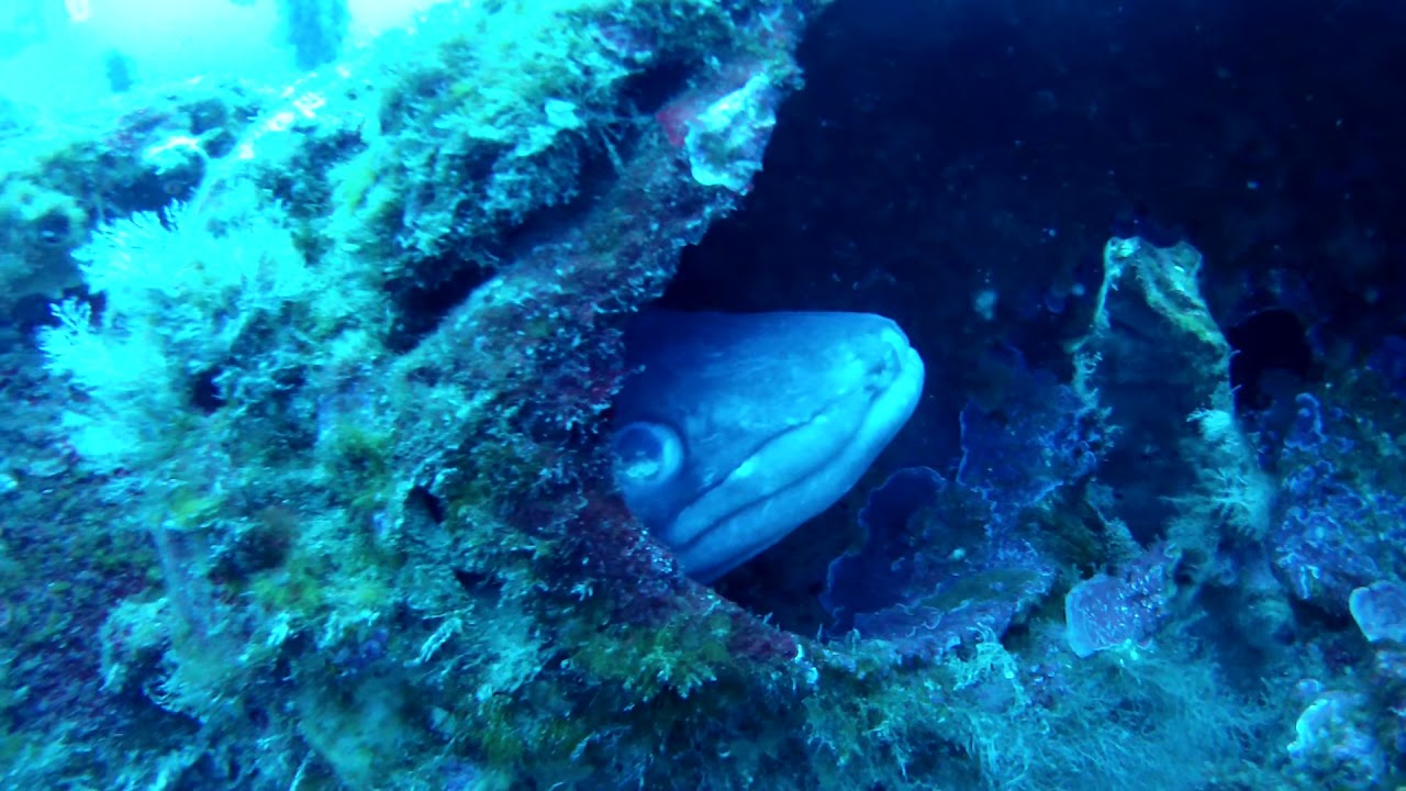 epave sous marin rubis - YouTube