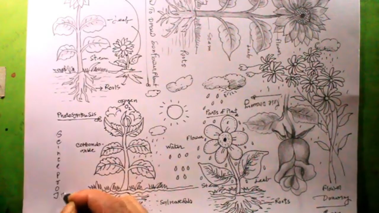 How TO Draw plant step by step/science drawing@Acrylic Color Painting ...