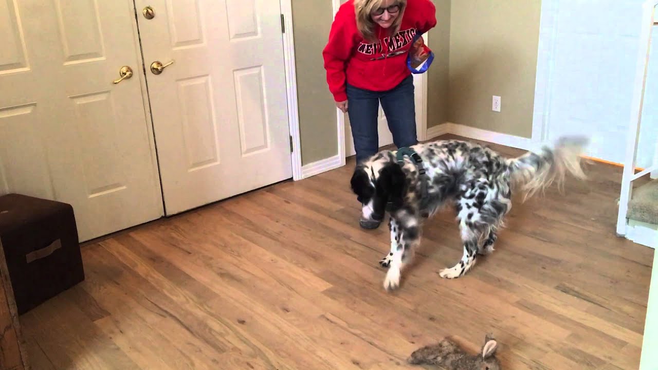 Interest in New Things/Dylan- Dimensions in Fear - YouTube