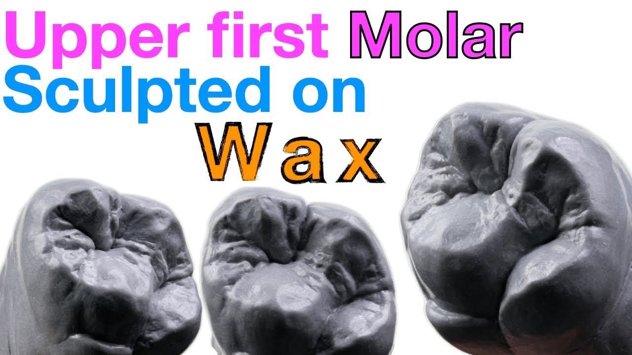 1 Min. inspiration. Upper first molar sculpting on wax. Just a molar ...