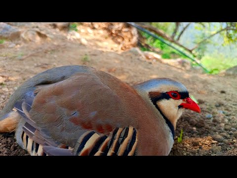 chakor playing//chakor Game birds #viral #birdsounds #share - YouTube