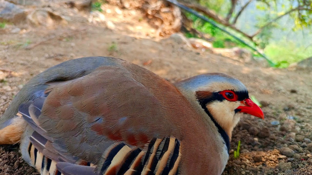 chakor playing//chakor Game birds #viral #birdsounds #share - YouTube