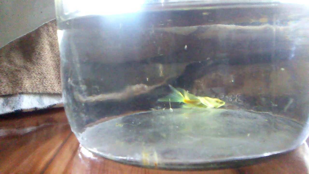 Cebra de velo - YouTube