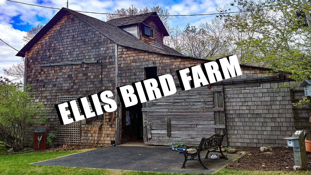 Ellis Bird Farm Cheap Travel Ideas With Me Ma - YouTube