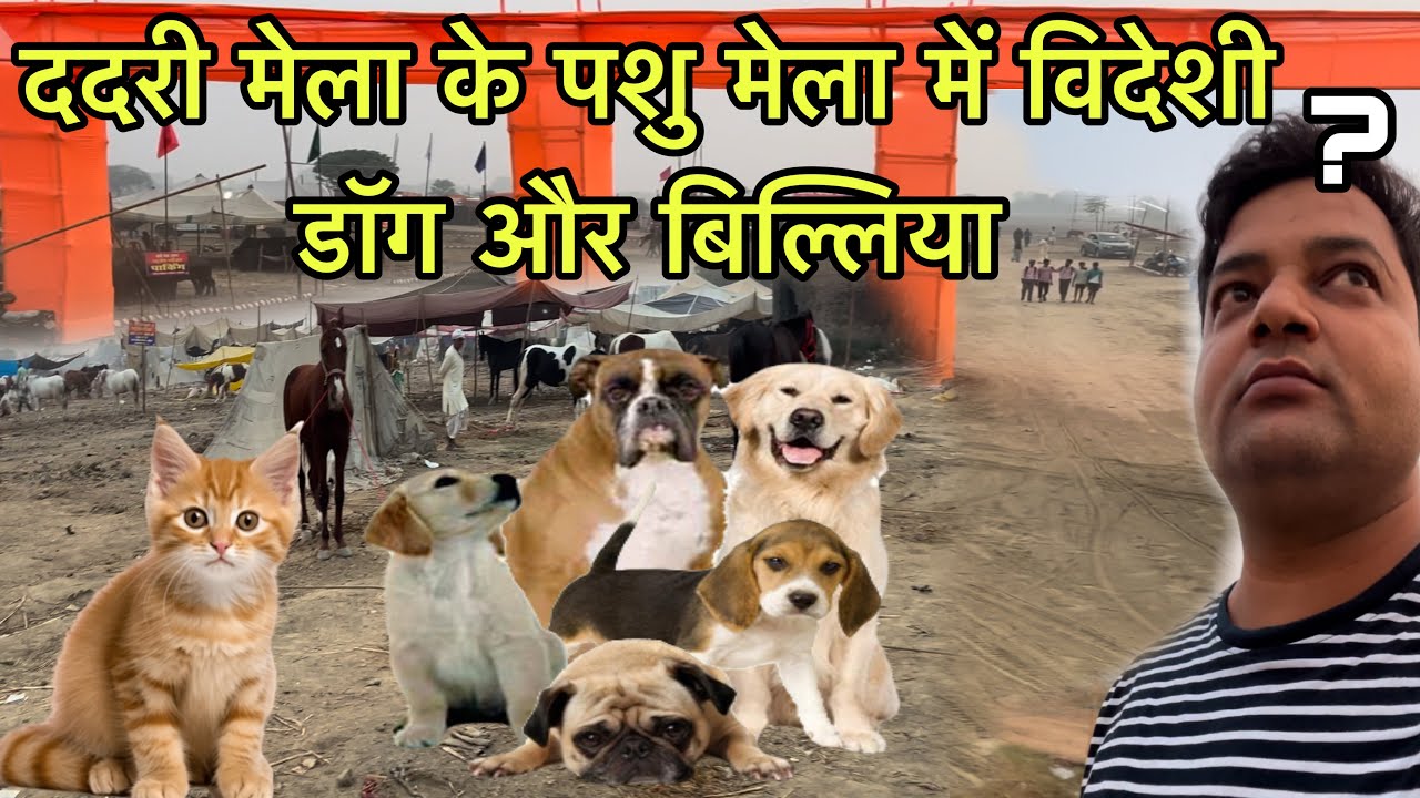 Dadri Mela me Videshi Dog Aur Videshi Cat ? Nandi gram Pashu Mela - YouTube