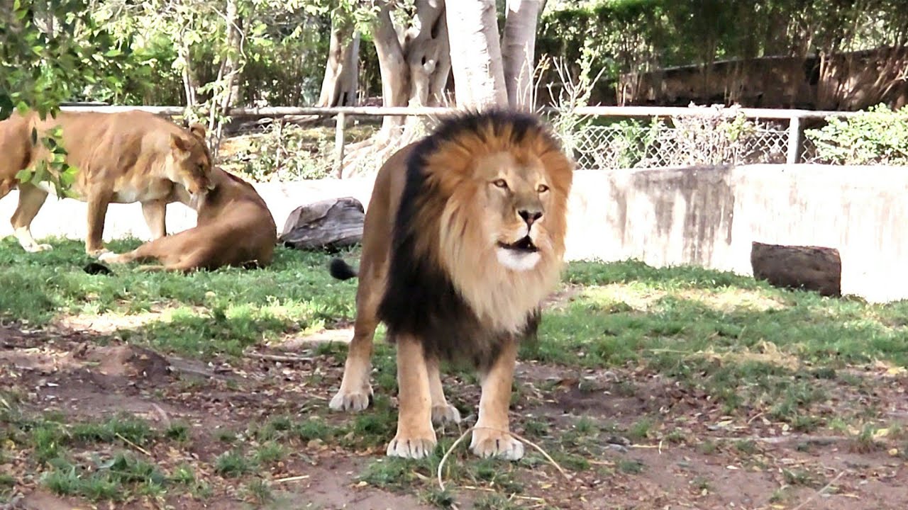 IMPONENTE LEÓN AFRICANO EN GUADALAJARA - YouTube