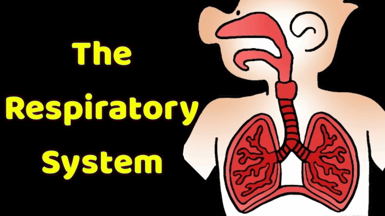 your respiratory system in a capsule👃👃👃 - YouTube