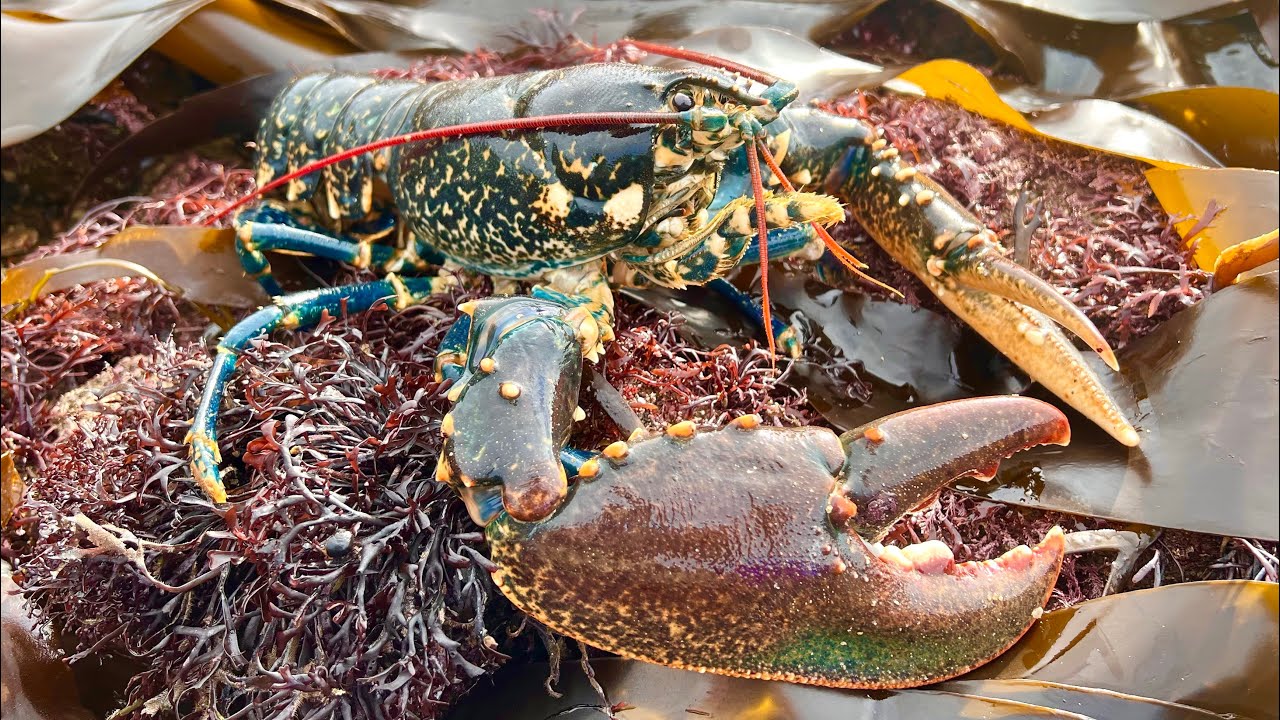 Coastal Foraging and Rockpooling - Lobsters, Crabs and Sea Creatures ...