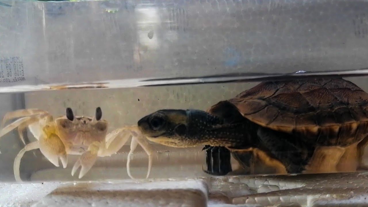 Turtle destroys a live crab - YouTube