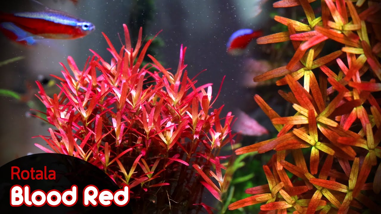 ต้นไม้น้ำ : ไม้แดงที่ไล่เฉดสี Rotala Blood Red - YouTube