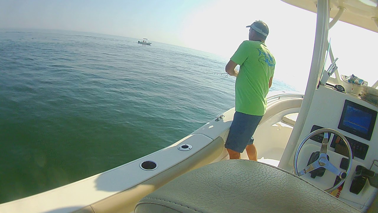 Snagging Bunker in Atlantic Ocean Small Shark Swims By Boat - YouTube