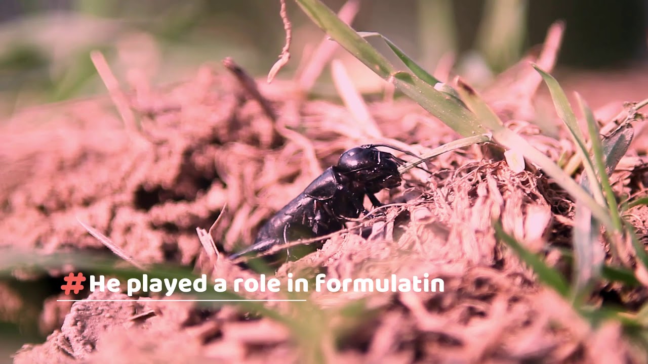 Can Gamma Radiation improve plant protection from Insect Pests? - YouTube