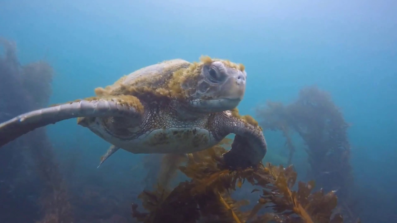 Seals & Turtles in La Jolla! - YouTube
