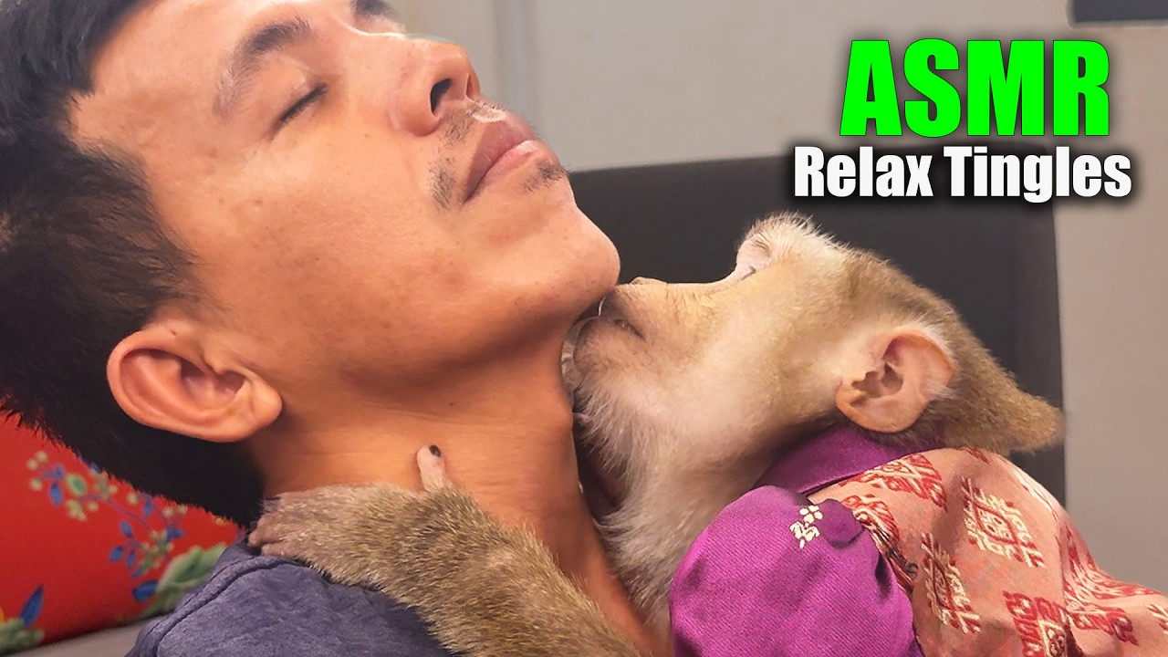 ASMR Grooming With Judy | The Most Relaxing Monkey Sounds For Pure ...