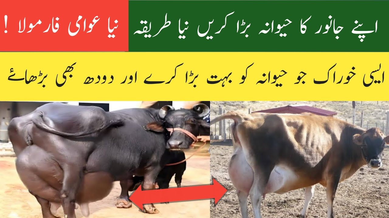 How To Increase Milk and Udder Size of Cows and Buffalos | Doodh ...