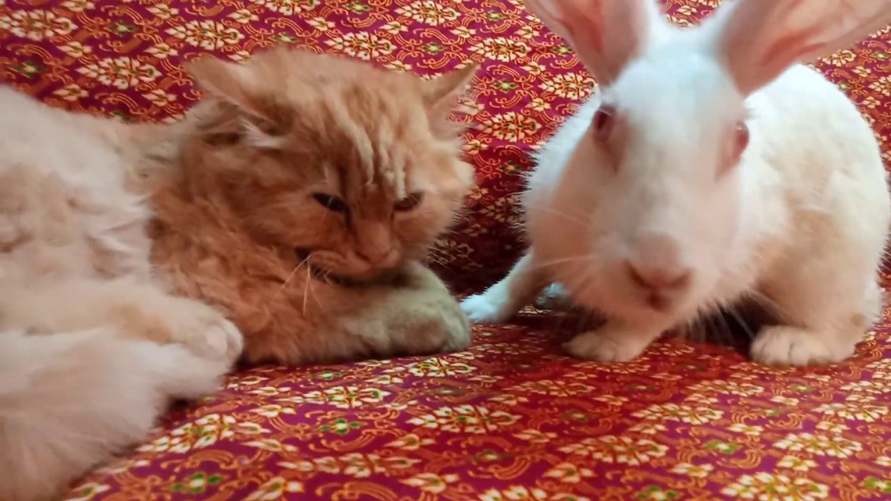 Kitten and rabbit first close meeting - YouTube